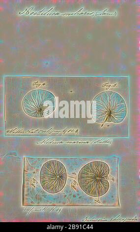 Noctiluca scintillans, commonly known as the Sea Sparkle ...