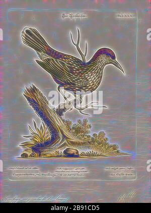 Large-spotted Nutcracker (Nucifraga multipunctata), also known as ...