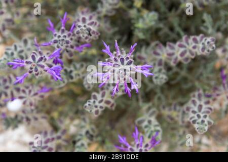 Thymus capitatus (syn Thymbra capitata) is a compact, woody perennial ...