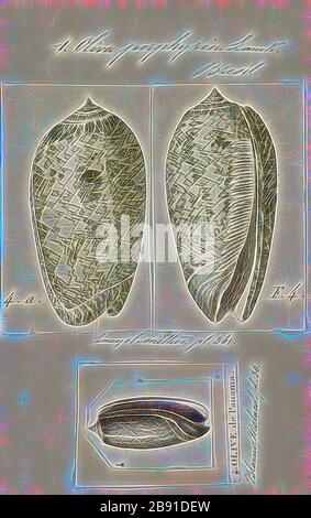 Oliva porphyria, Print, Oliva porphyria, common name the tent olive, is ...