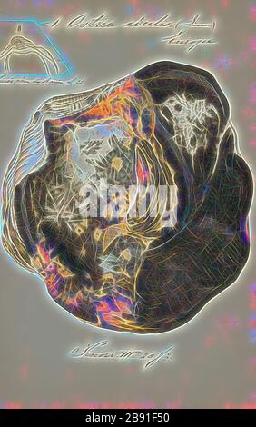 European flat oyster, Colchester native oyster, mud oyster, edible ...