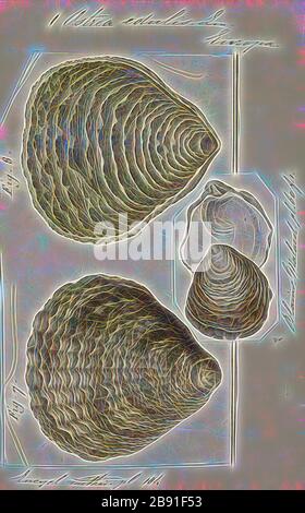 European flat oyster, Colchester native oyster, mud oyster, edible ...