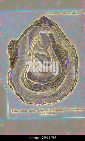 European flat oyster, Colchester native oyster, mud oyster, edible ...