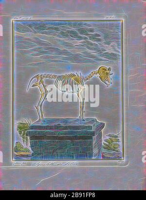 Domestic sheep (Ovis aries) skeleton Stock Photo - Alamy