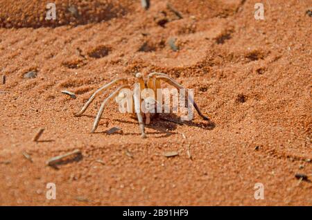White lady spider on desert sand, Namibia Stock Photo - Alamy