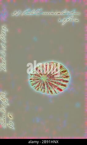 Patella miniata, Print, Cymbula miniata is a species of sea snail, a ...