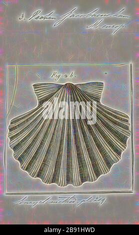 Pecten jacobaeus, Print, Pecten jacobaeus, the Mediterranean scallop ...