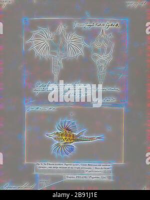 Pegasus volans, Print, The brick seamoth, Pegasus laternarius, also ...