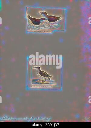 Common diving-petrel, Pelecanoides urinatrix urinatrix) at sea in the ...