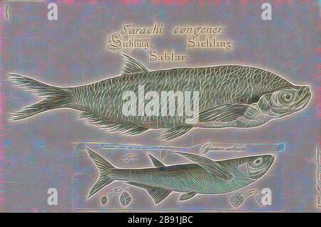 Ziege / Sichel (Pelecus cultratus) in aquarium, Finland, July Stock ...