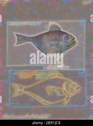Pempheris compressus, Print, Pempheris vanicolensis (front). Pempheris ...