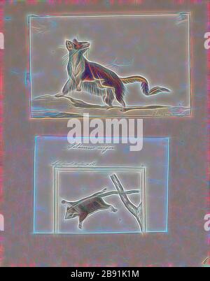 Petaurus pygmaeus, Print, The genus Petaurus contains flying phalangers ...