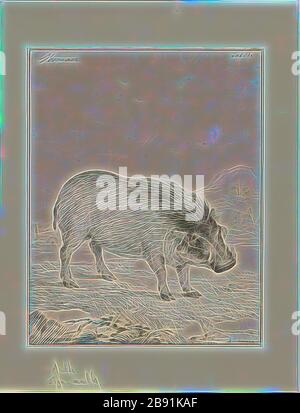 Phacochoerus aethiopicus, Print, The desert warthog (Phacochoerus ...