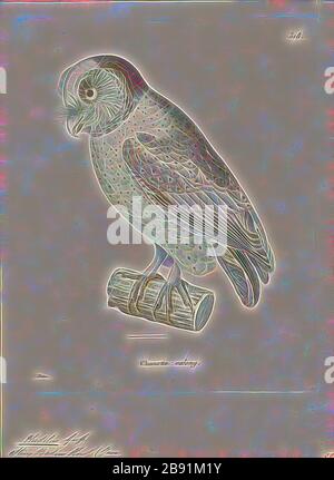Oriental Bay Owls (Phodilus Badius), Malaysia Stock Photo - Alamy