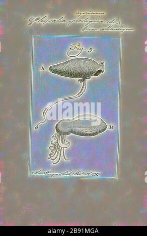 Physalia pelagica, jellyfish Stock Photo - Alamy