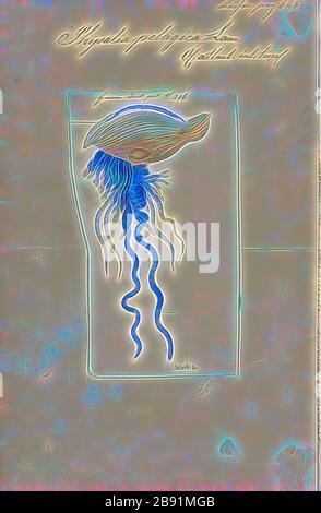 Physalia pelagica, jellyfish Stock Photo - Alamy