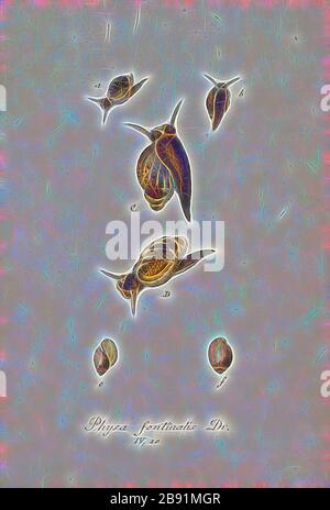 Physa fontinalis, Print, Physa fontinalis, common name the common ...