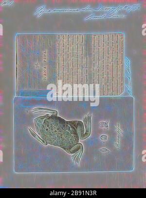 Common Suriname toad, Pipa pipa, Pipidae, South America Stock Photo - Alamy