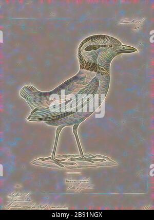 Giant Pitta (Pitta caerulea Stock Photo - Alamy