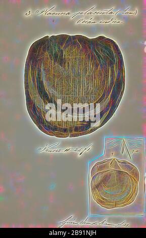 Placuna placenta, Print, The windowpane oyster (Placuna placenta) is a ...