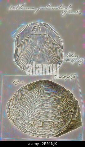 Placuna placenta, Print, The windowpane oyster (Placuna placenta) is a ...