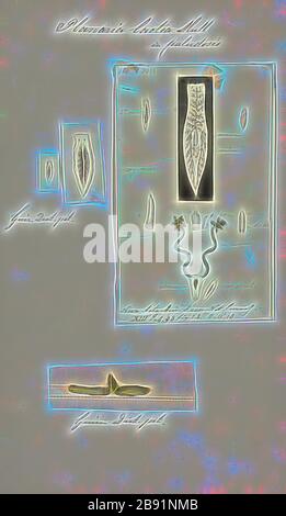 Planaria lactea, Print, Planaria is a genus of planarians in the family ...