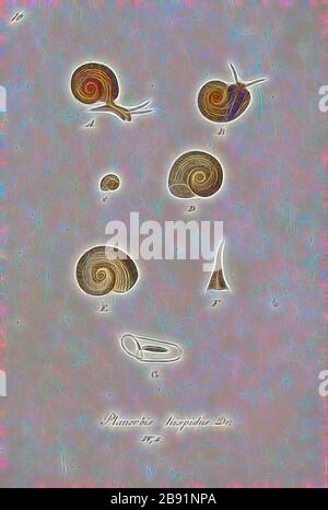 Ramshorn Snail, Planorbis species, in pond, backlight showing curl of ...