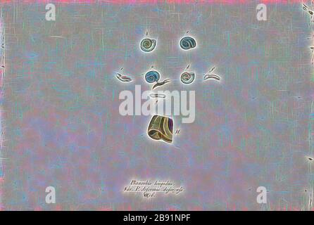 Planorbis hispidus, Print, Gyraulus albus, common name White Ramshorn, is a small species of ...