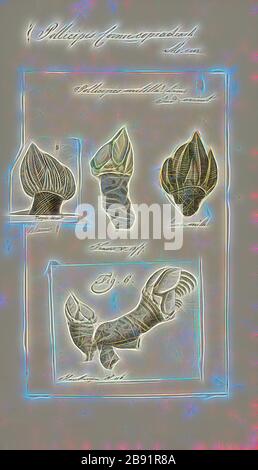 Goose or Leaf Barnacle (Pollicipes polymerus) on rocky shore habitat ...