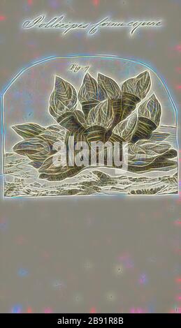 Goose or Leaf Barnacle (Pollicipes polymerus) on rocky shore habitat ...