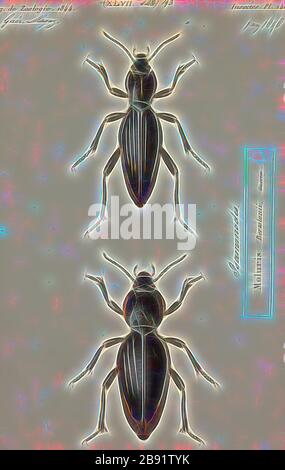 Psammodes, Print, The Tok-tok beetles (genus Psammodes) are ground ...