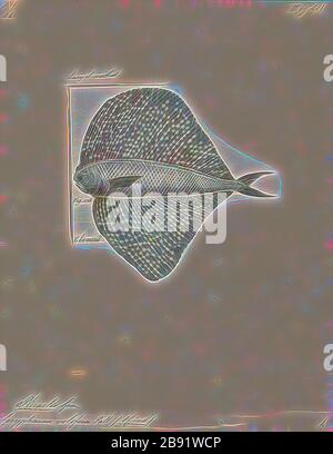 Pteraclis velifer, Print, Pteraclis is a genus of fish in the family ...