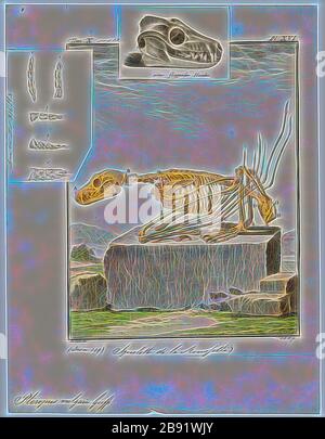 Pteropus vulgaris, Print, Pteropus (suborder Yinpterochiroptera) is a ...