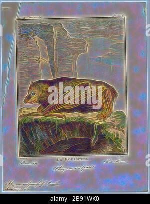 Pteropus vulgaris, Print, Pteropus (suborder Yinpterochiroptera) is a ...