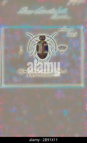 Spider Beetles (Ptininae Stock Photo - Alamy