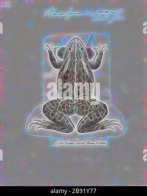 Indus Valley Bullfrog (Hoplobatrachus tigerinus), Keoladeo Ghana ...