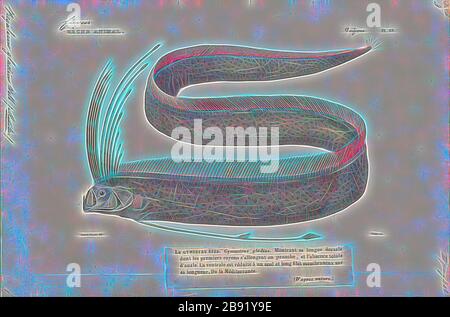 Regalecus gladius, Print, Regalecus is a fish genus of the family ...