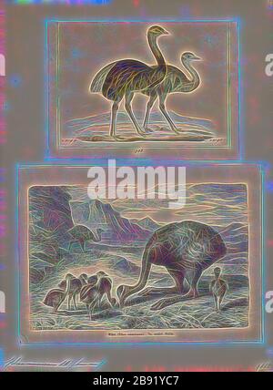 Greater Rhea. Species: americana,Genus: Rhea,Family: Rheidae,Order ...