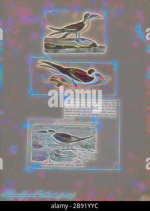 Indian skimmer , Indian scissors bill , rynchops albicollis , Chambal ...