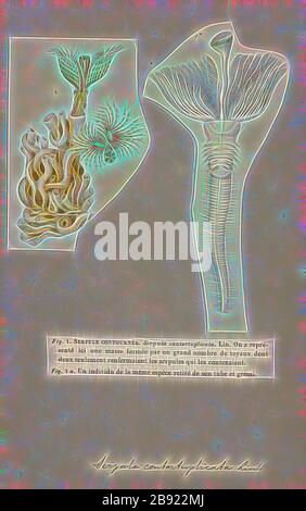 Serpula contortuplicata, Print, Serpula (also known as calcareous ...