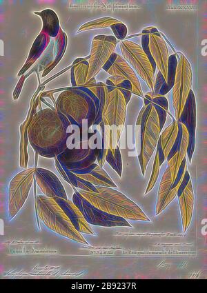 Setophaga tricolor, Print, The palm warbler is a member of genus ...