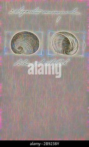 Sigaretus concavus, Print, Sinum concavum, common name the concave ear moon snail, is a species ...