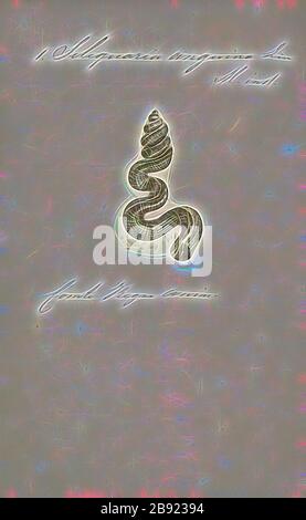 Siliquaria anguina, Print, Siliquaria, common name the slit worm snails ...