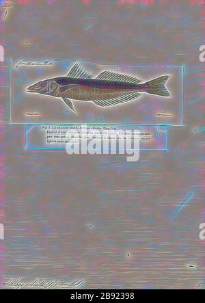 Sand whiting also known summer, yellowfin or blue-nose whiting (Sillago ...