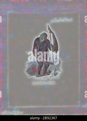 Simia satyrus, Print, Apes (Hominoidea) are a branch of Old World ...