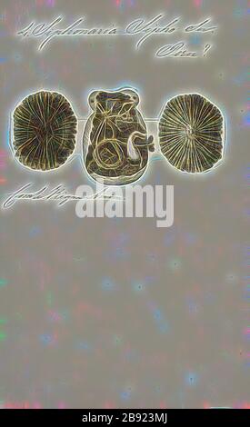 Siphonaria, Print, Siphonaria is a genus of air-breathing sea snails or ...
