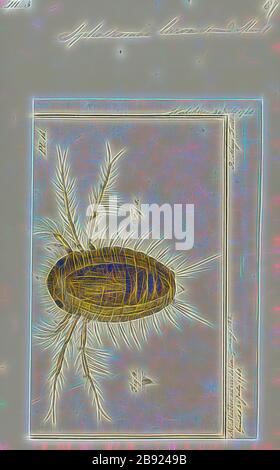 Sphaeroma larva, Print, Sphaeroma is a genus of aquatic isopod ...