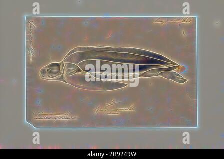 Sphargis coriacea, Print, The leatherback sea turtle (Dermochelys ...