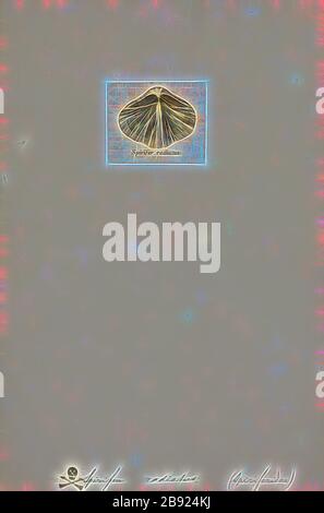 Spirifer radiatus, Print, Spirifer is a genus of marine brachiopods ...