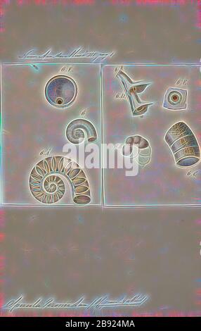 Spirula, Print, Spirula spirula is a species of deep-water squid-like ...